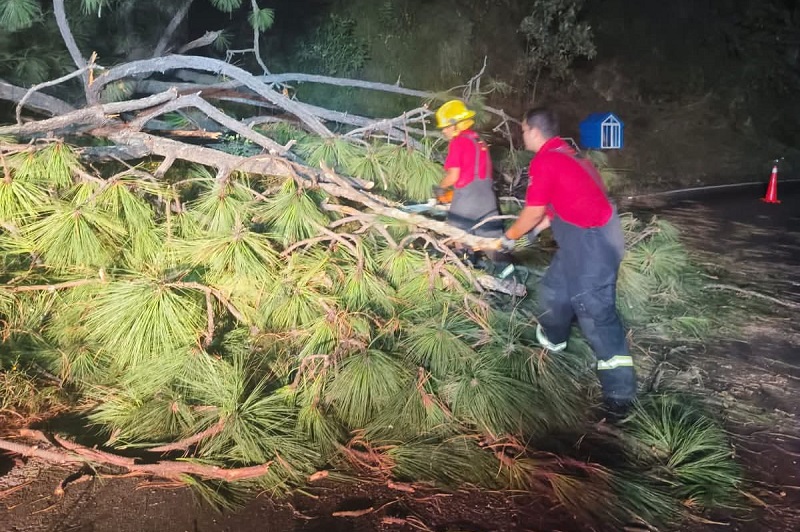 Tacámbaro: Caída de árbol bloquea tramo de la carretera a Chupio